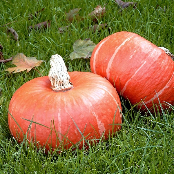 Graines potagères COURGE POTIMARRON SUNSHINE F1 - PROSEM